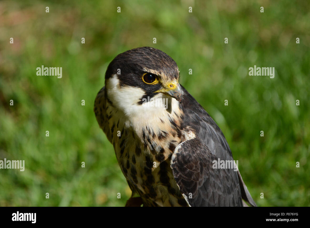 Merlin hawk hi-res stock photography and images - Alamy