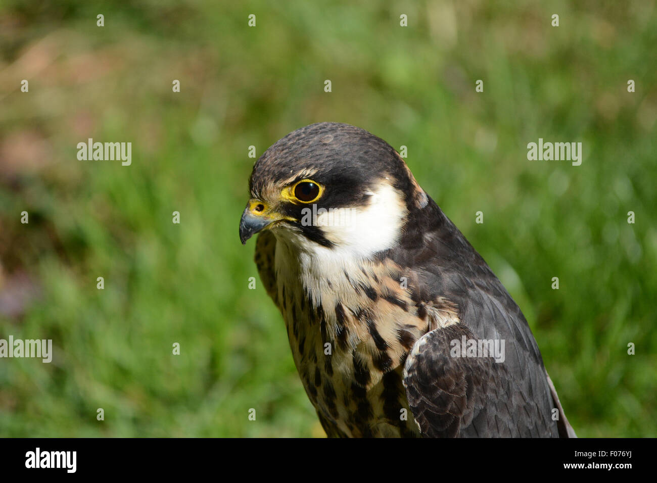 Merlin hawk hi-res stock photography and images - Alamy
