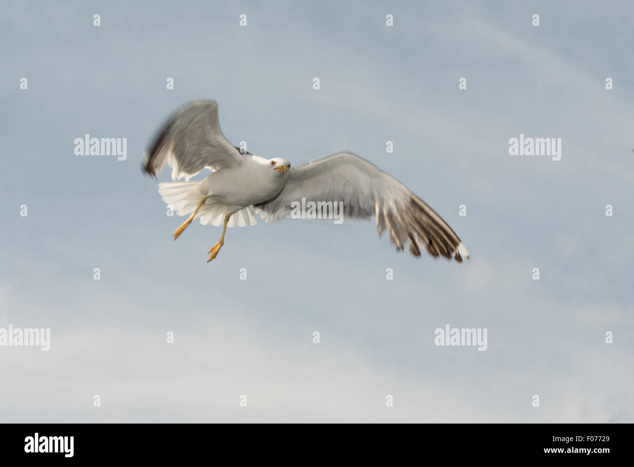 Funny Gulls High Resolution Stock Photography and Images - Alamy