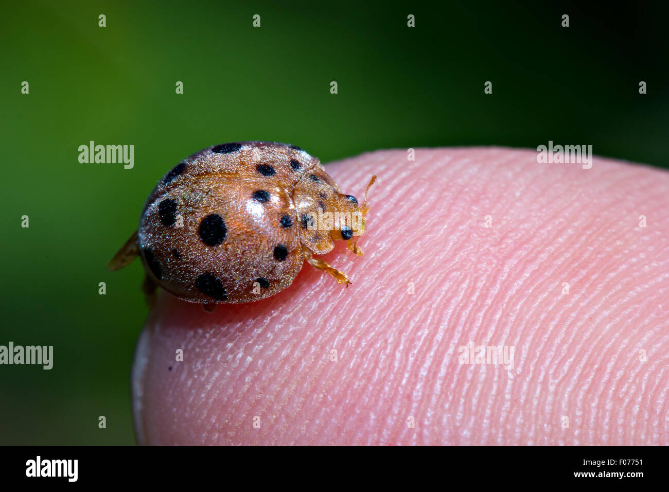 Ladybug Feeding High Resolution Stock Photography and Images - Alamy