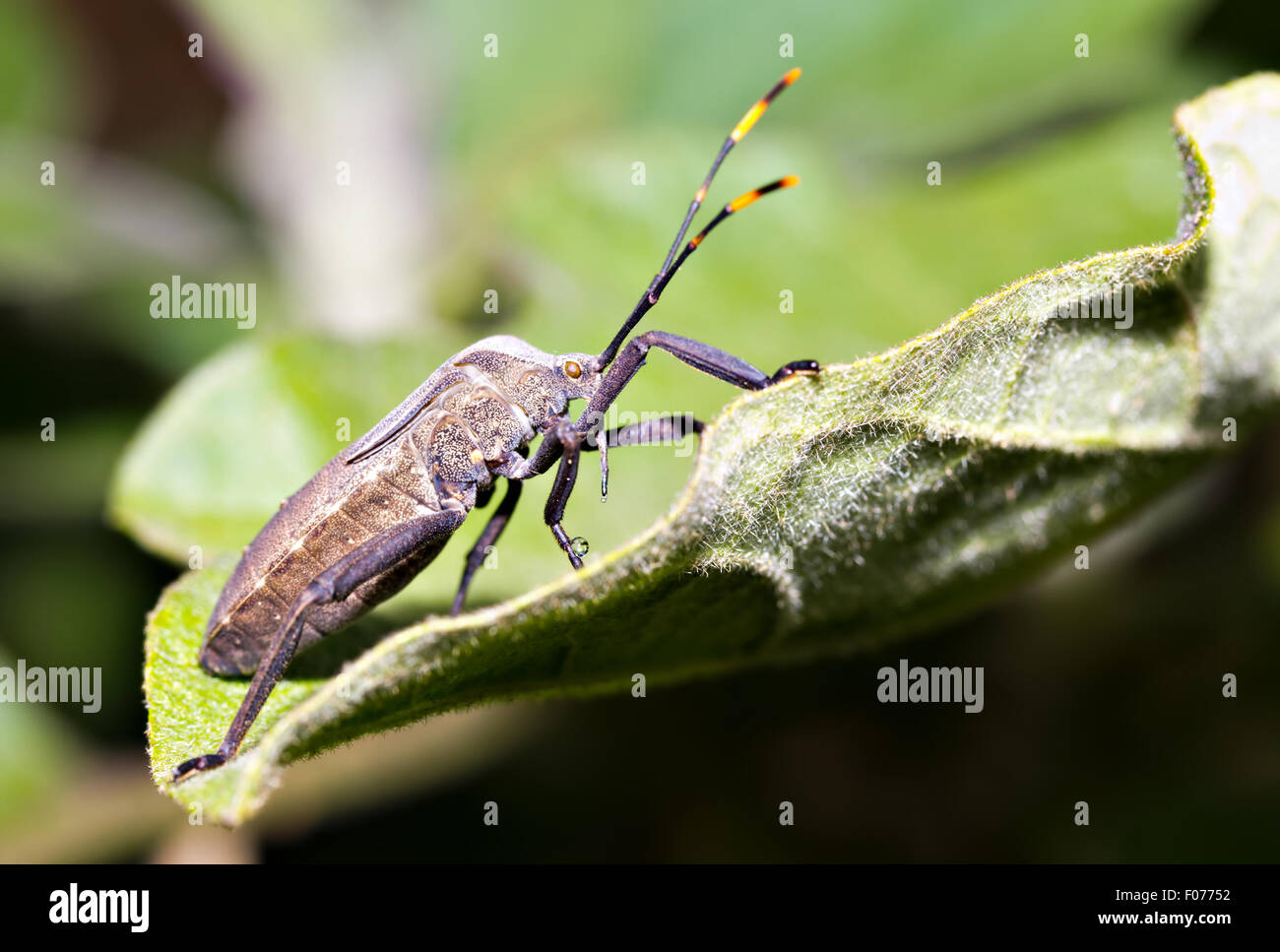 Big Legged Plant Bug Stock Photo - Alamy