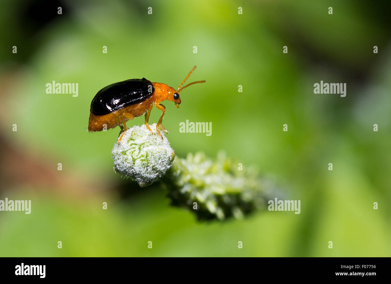 a tiny small bug Stock Photo - Alamy