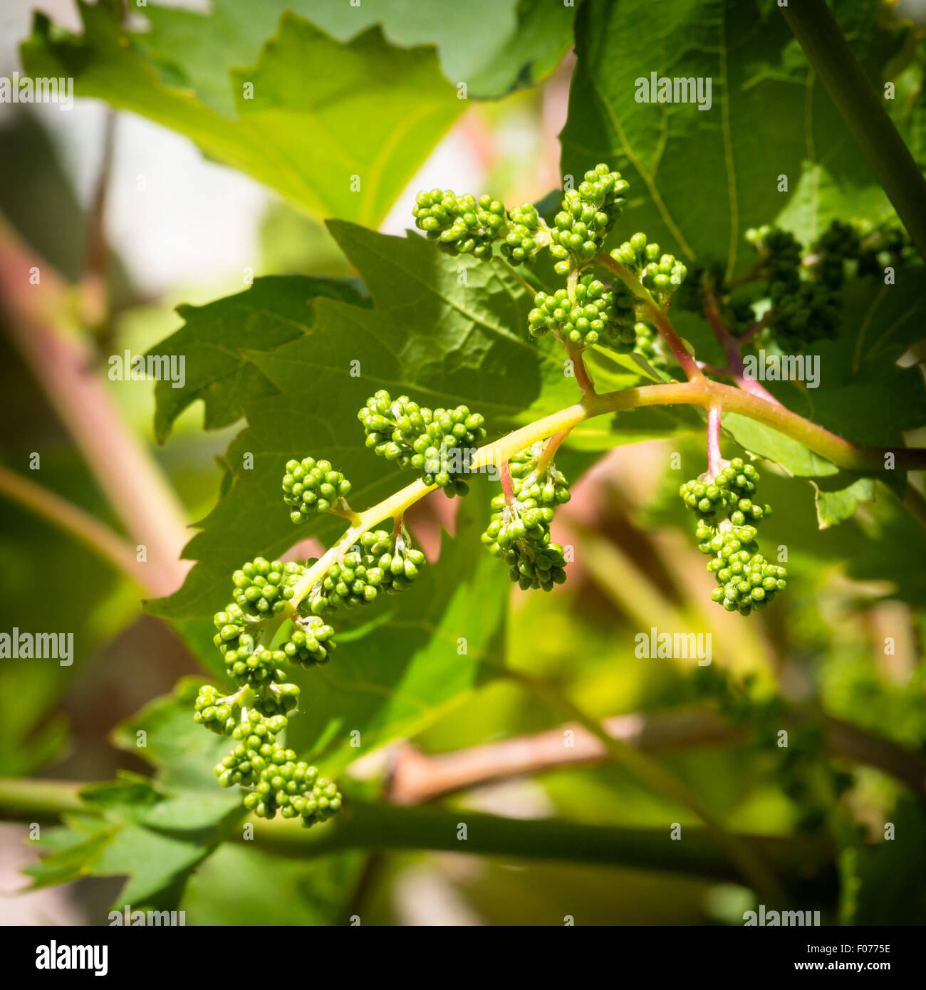 Bio agriculture italy hi-res stock photography and images - Alamy
