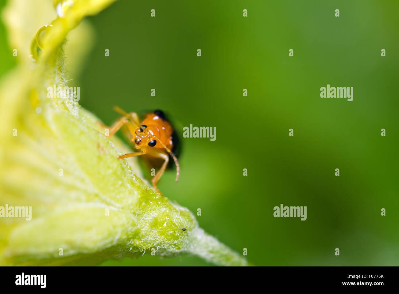 a tiny small bug Stock Photo - Alamy