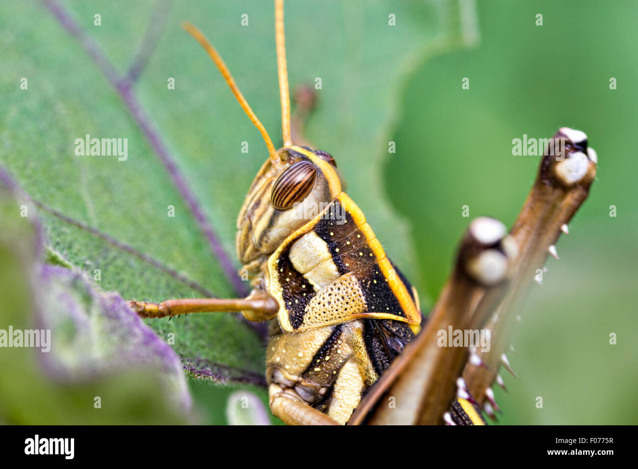 American grasshopper hi-res stock photography and images - Alamy