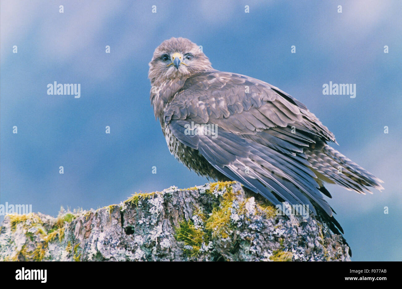 Common Buzzard captive taken in profile wings dropped down by side ...