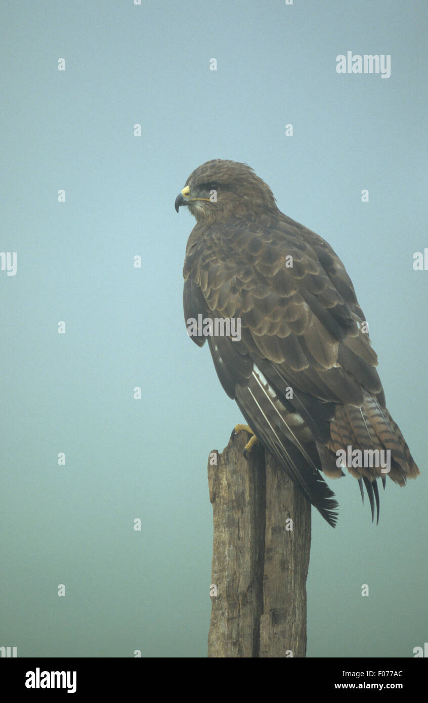 Buzzard in profile hi-res stock photography and images - Alamy