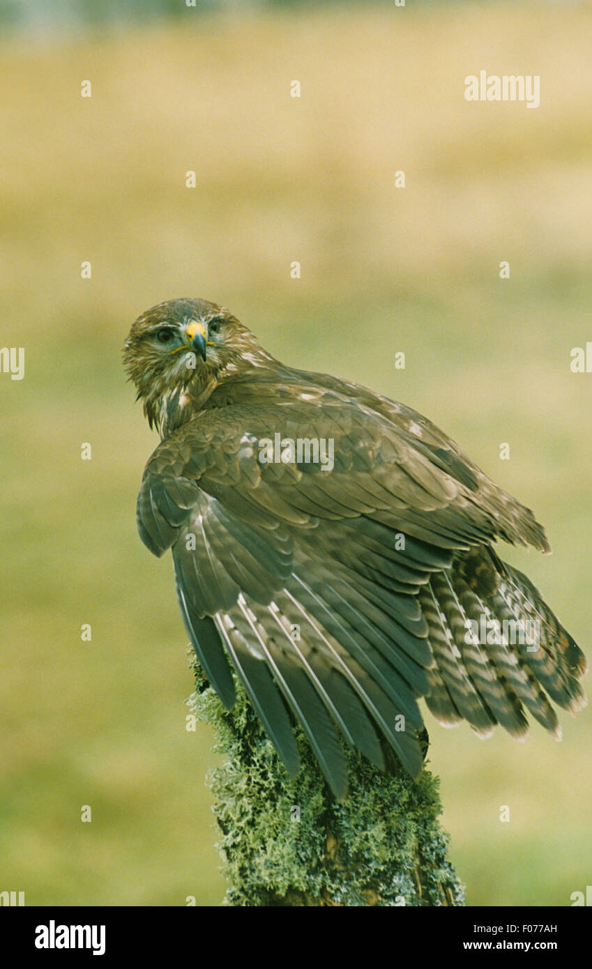 Common Buzzard captive taken in profile looking back right perched on ...