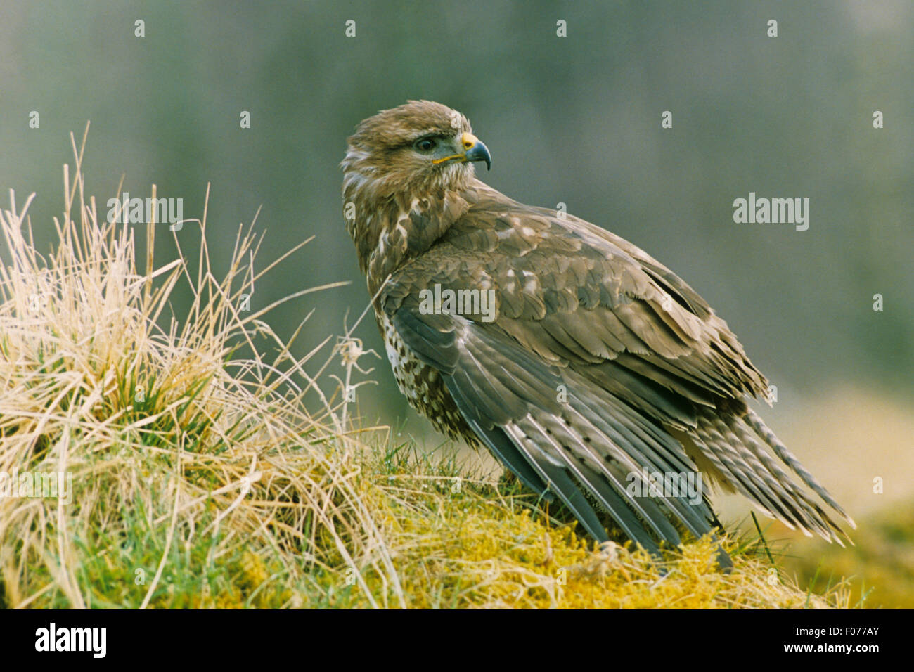 Common Buzzard captive taken in profile looking back to left standing ...