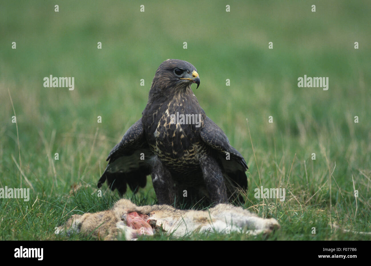 Common Buzzard captive taken from front looking right standing on grass ...