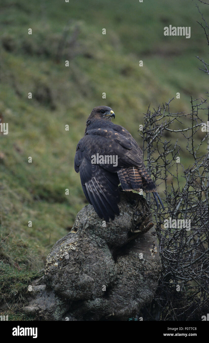 Common Buzzard captive taken from behind looking back over shoulder ...