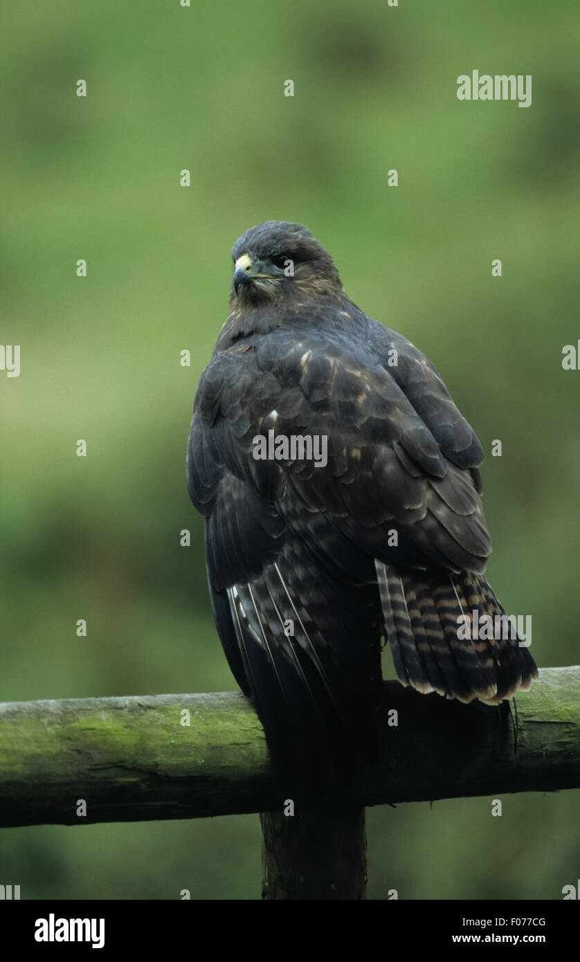 Buzzard wings hi-res stock photography and images - Alamy