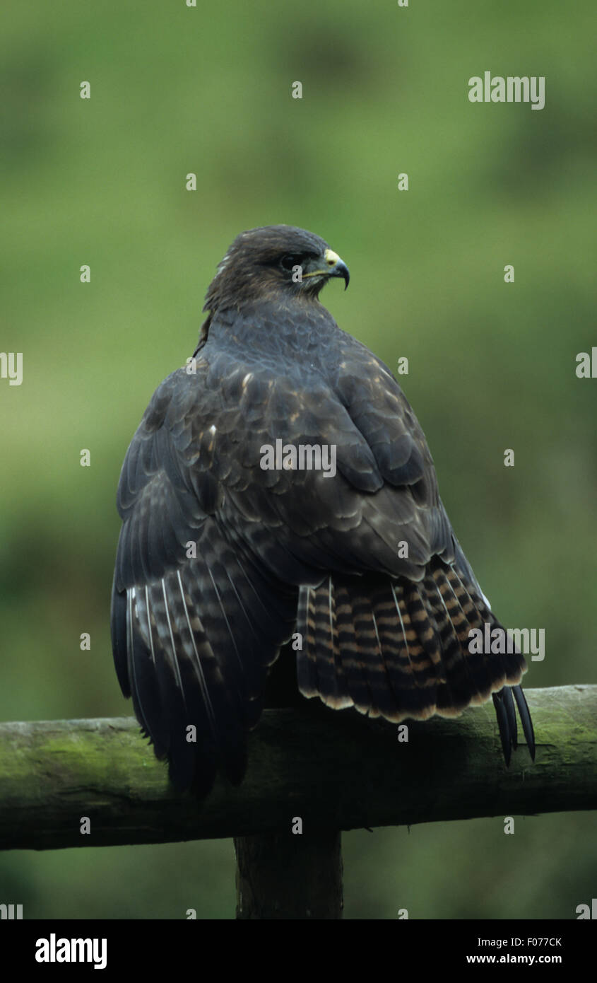 Common Buzzard captive taken from behind looking right perched on ...