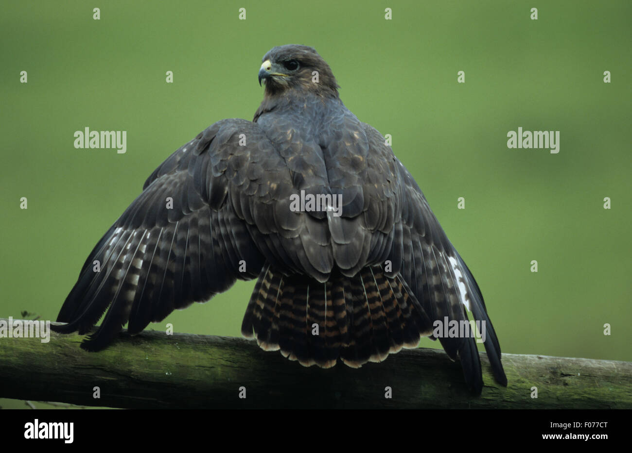 Common Buzzard captive taken from behind looking left perched on wooden ...