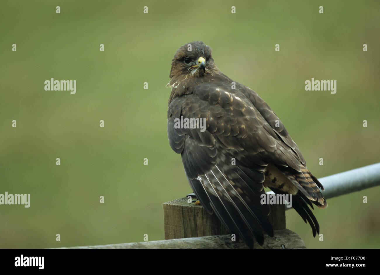 Common Buzzard taken in profile looking back over shoulder to camera ...