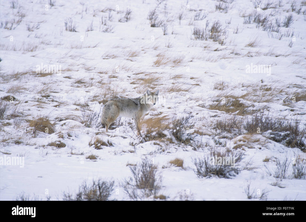 Coyote taken in profile looking back at camera small in frame standing ...