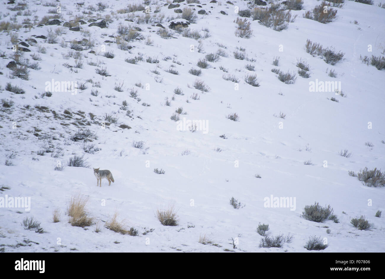 Coyote small in frame stranding in snow and frost Stock Photo - Alamy