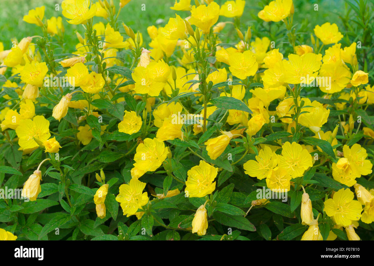 set of flowers of yellow color under the spring sun Stock Photo - Alamy