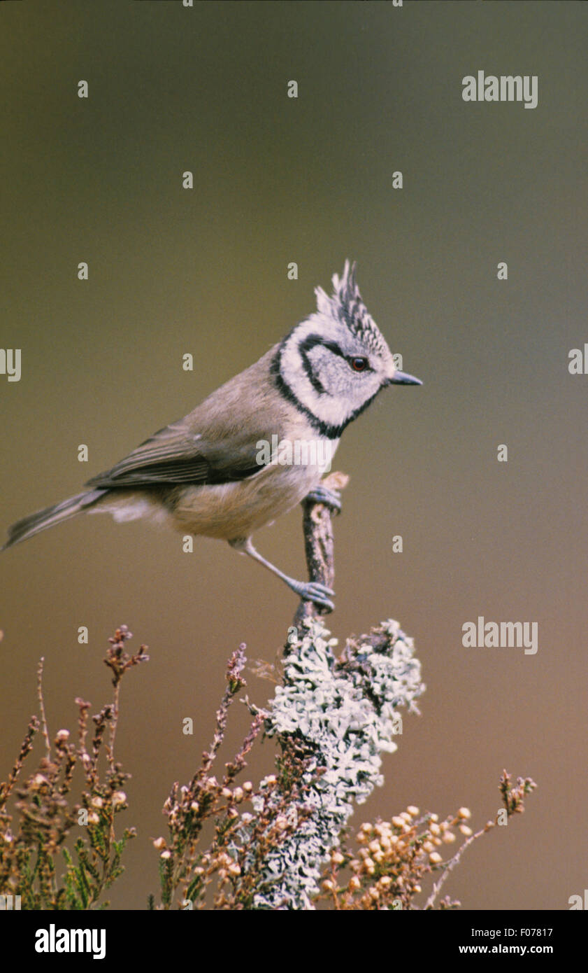 Crested Tit taken in profile looking right crest raised perched on ...