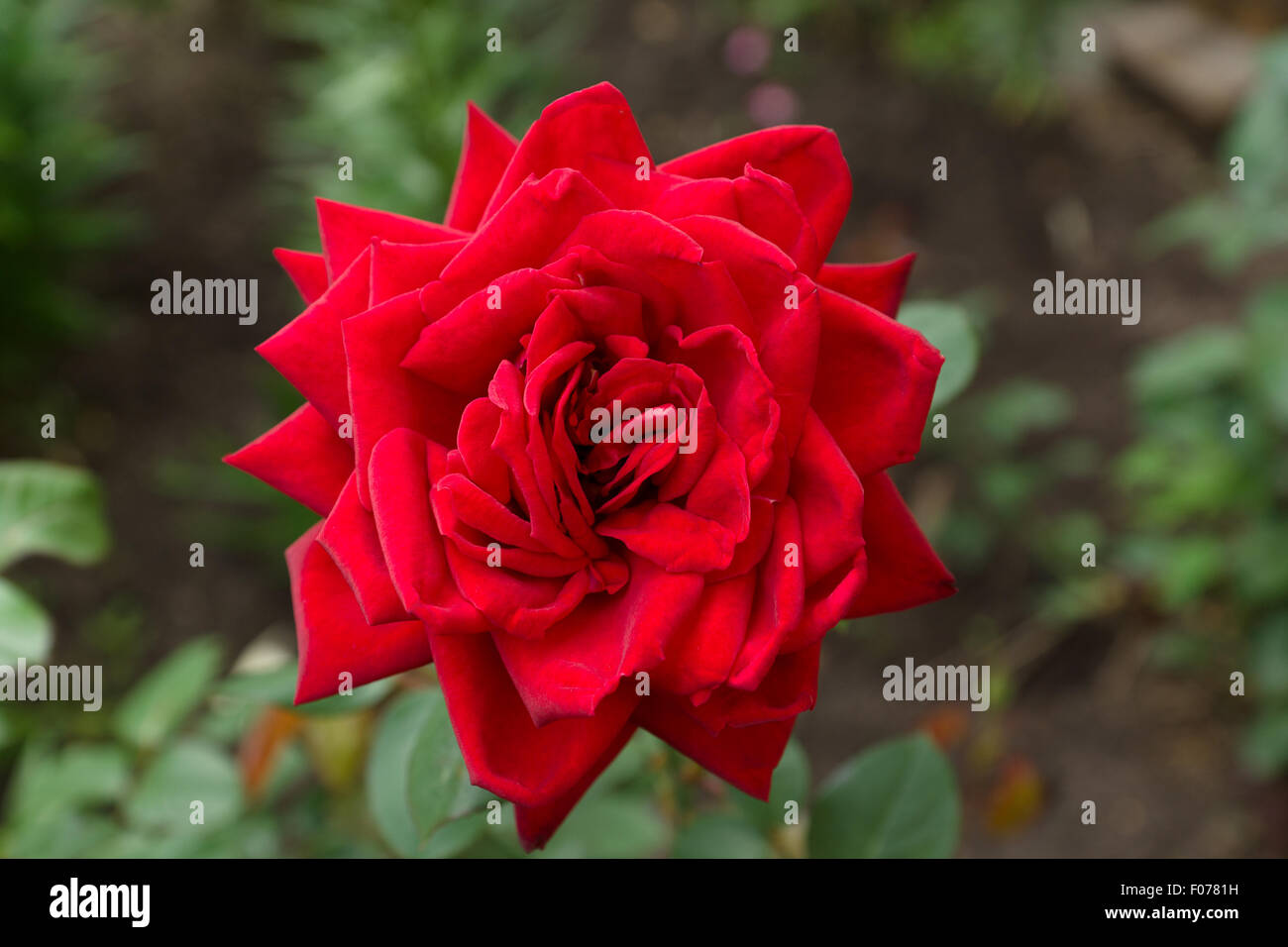 the large red rose blossomed under the spring sun Stock Photo - Alamy