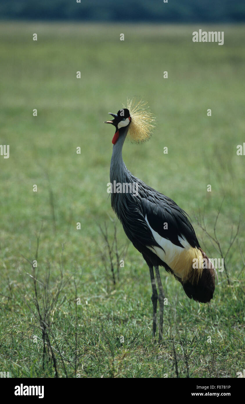 Crowned Crane taken in profile looking left standing on open grassland ...