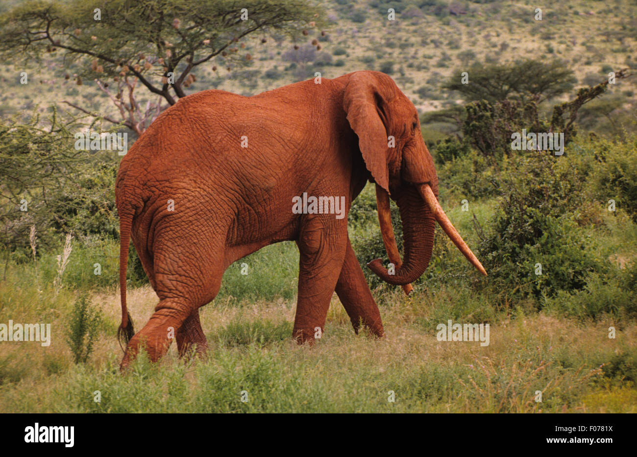 African Elephant red taken in profile walking to right with large tusks ...