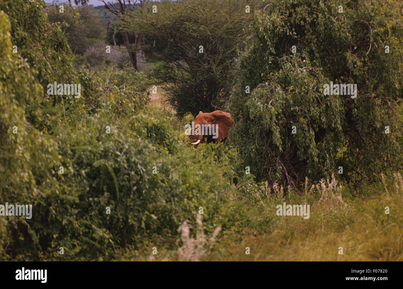 Elephant trees hi-res stock photography and images - Alamy