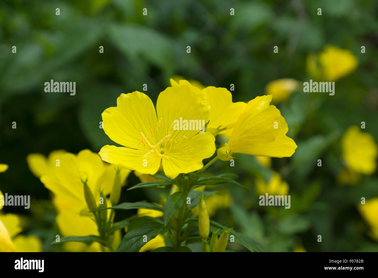 set of flowers of yellow color under the spring sun Stock Photo - Alamy
