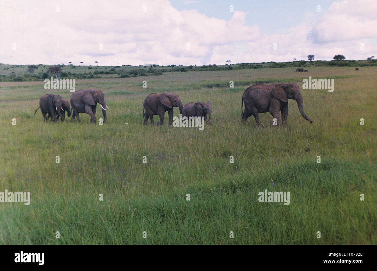 African Elephant group walking in single file to right across grass ...