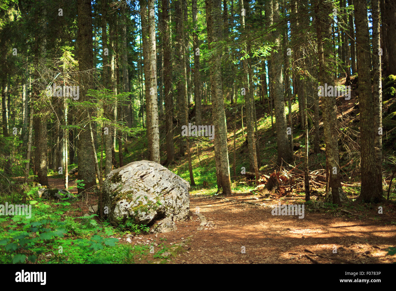 The picturesque pine forest in the national park Durmitor, Montenegro ...