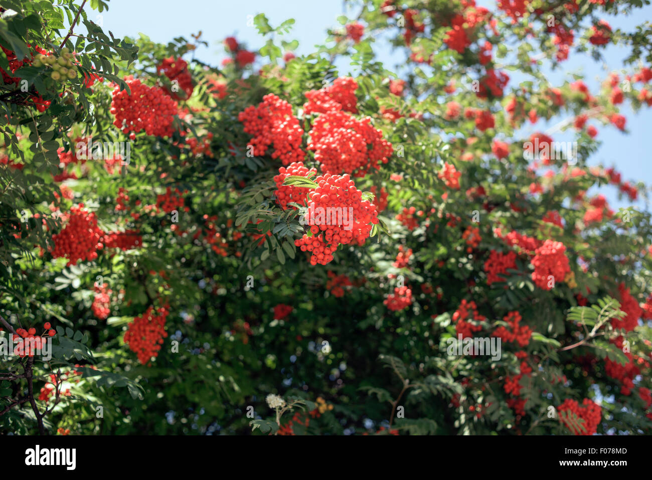 European Mountain Ash Rowan Tree (Sorbus Aucuparia Stock Photo - Alamy