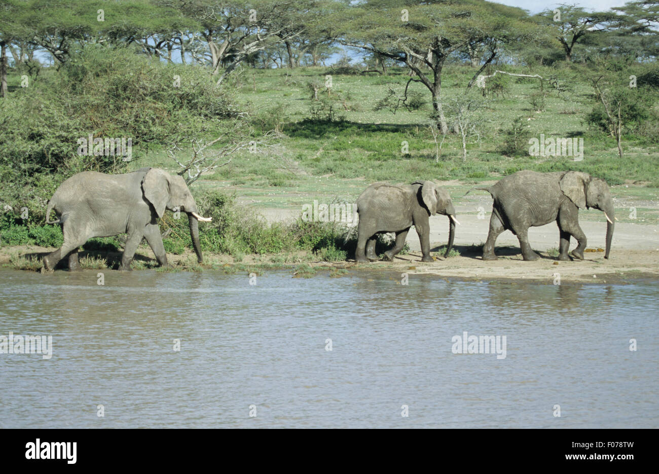 African Elephant three walking single file to right along the banks of ...