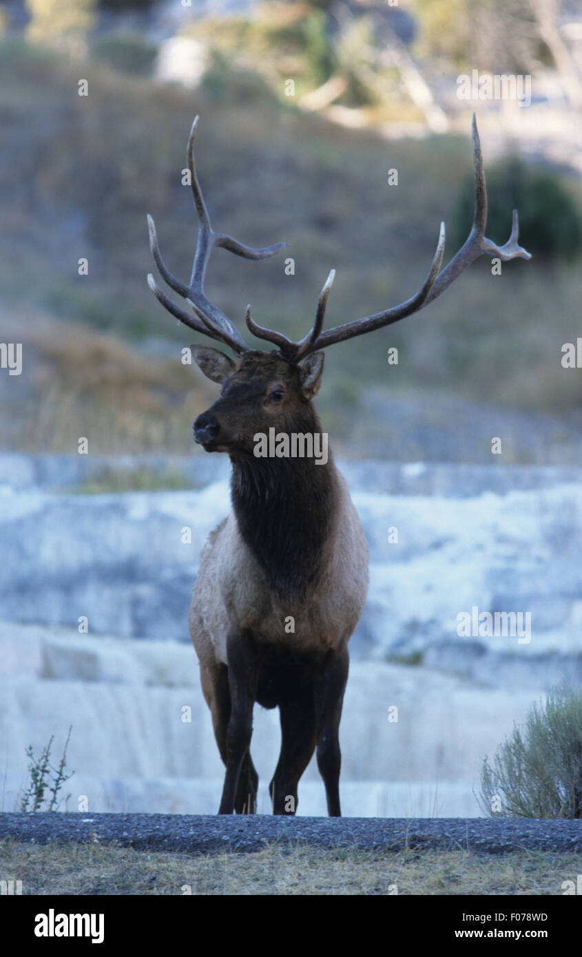 Elk male taken from front large antlers looking at camera Stock Photo ...