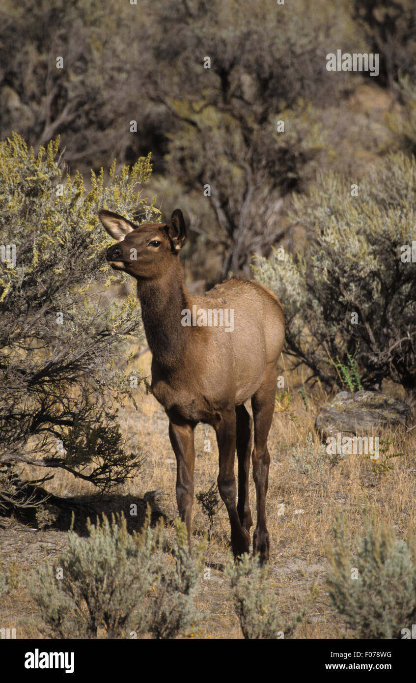 Elk take form front looking left feeding from sage brush Stock Photo ...