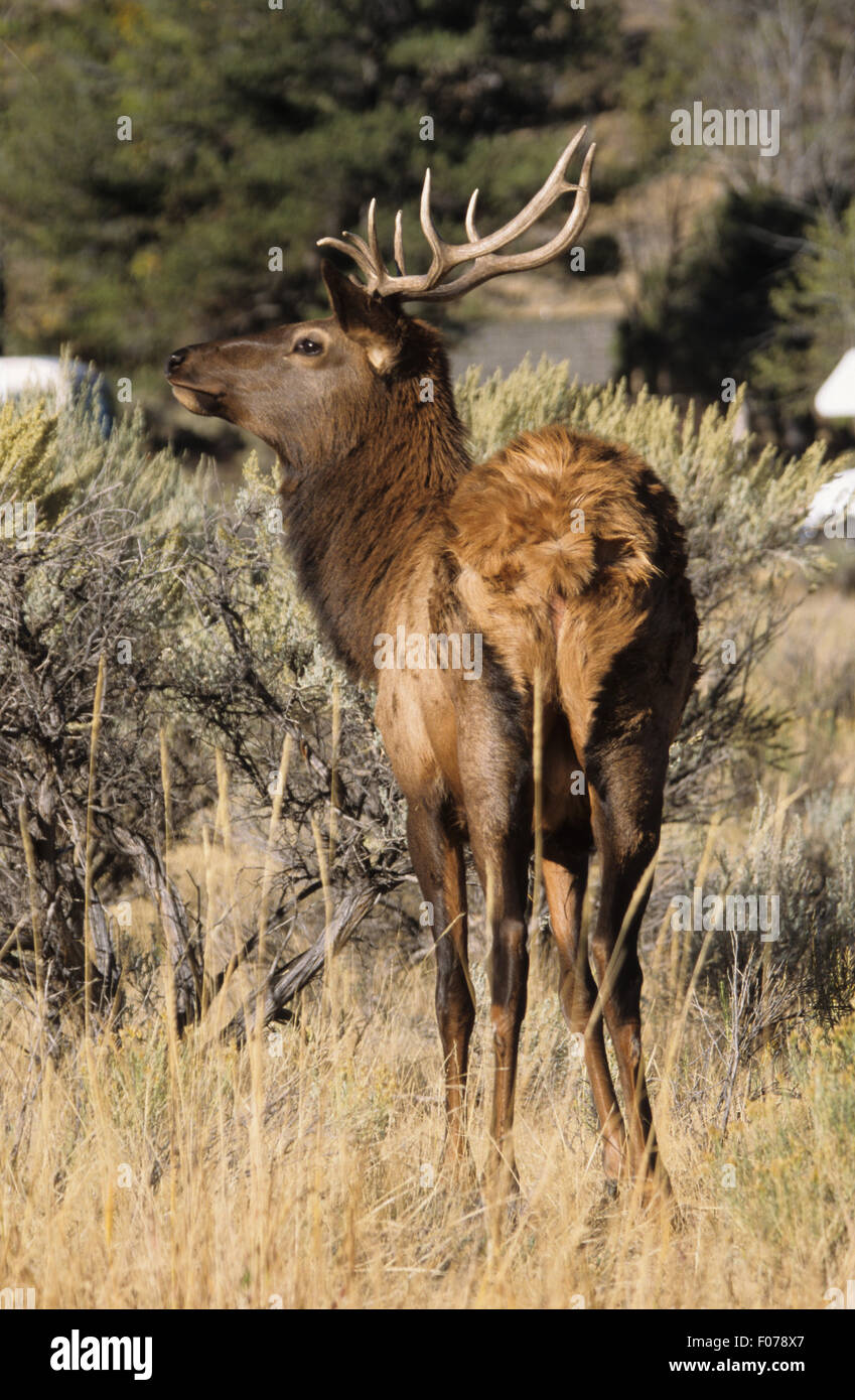 Large antlers elk hi-res stock photography and images - Alamy