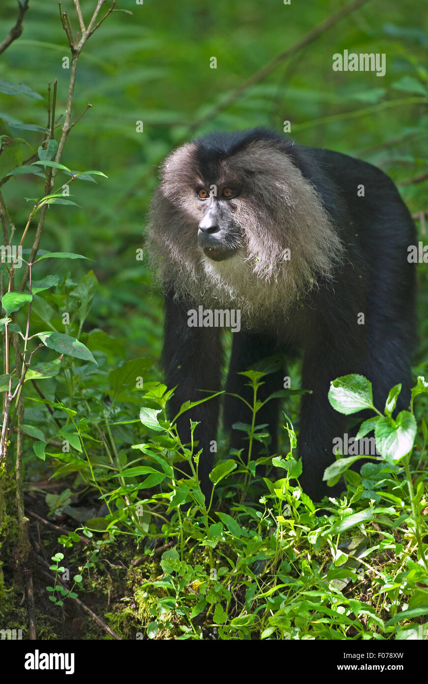Lion tailed macaque primate mammmal monkey endangered endemic india hi ...