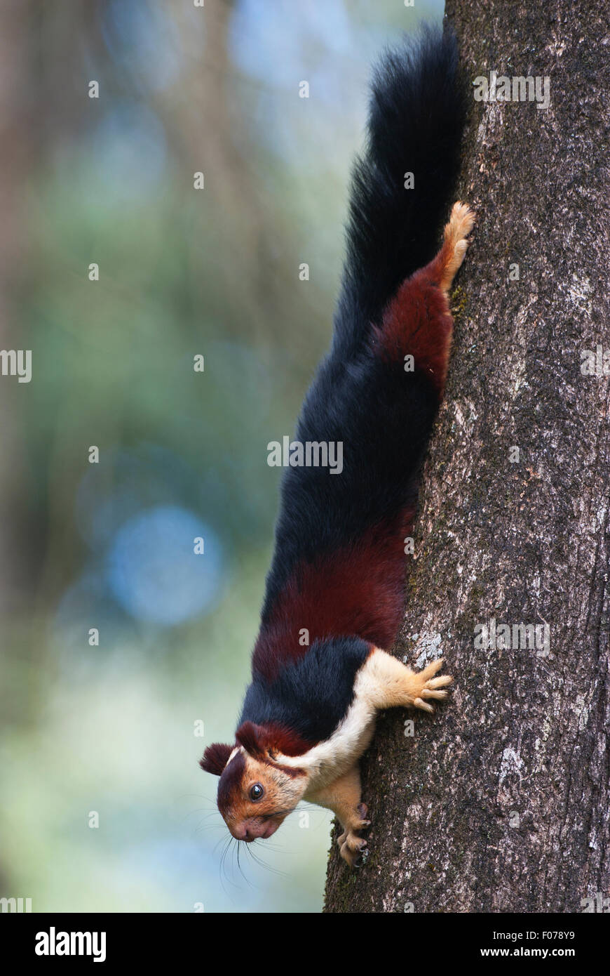 The image Indian giant squirrel, or Malabar giant squirrel, (Ratufa ...