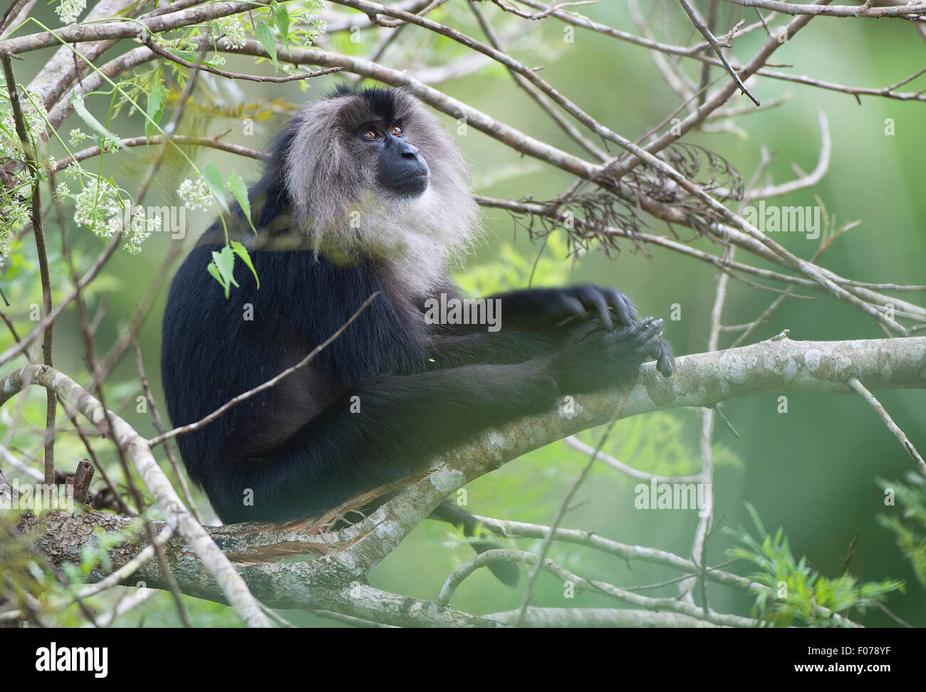 Lion tailed macaque primate mammmal monkey endangered endemic india hi ...