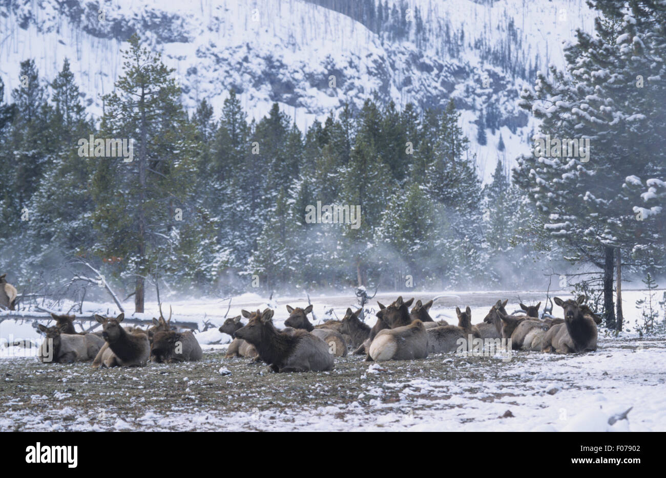 Elk herd lying together on warm thermal ground in snow in fir forest ...