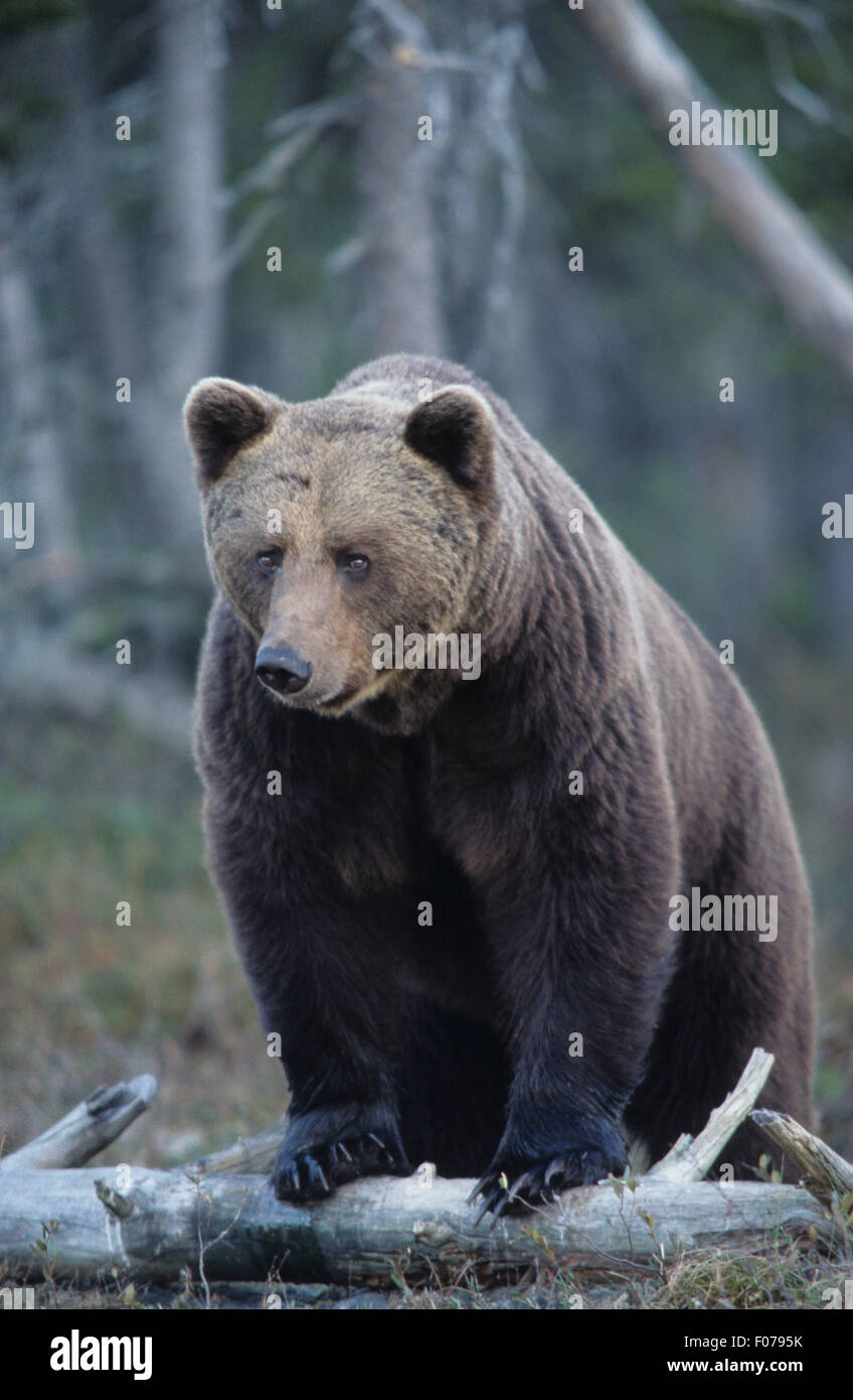 Bear feet hi-res stock photography and images - Alamy