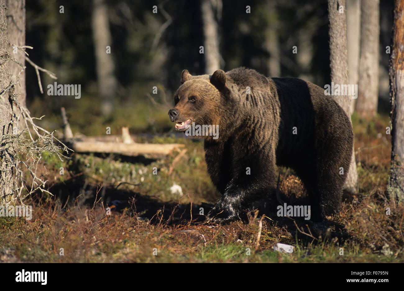 European Brown Bear taken in profile looking left walking through ...