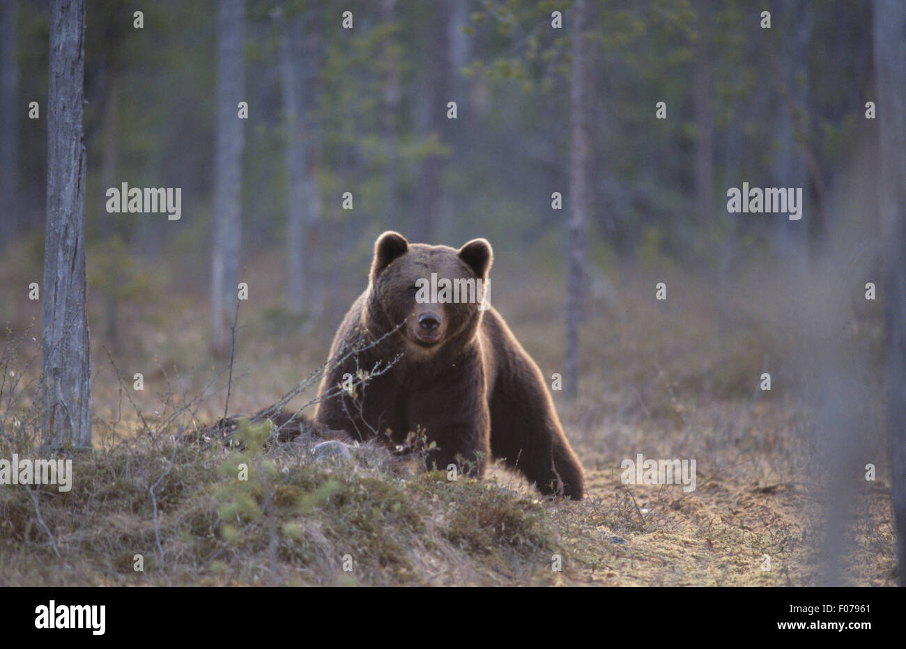 European Brown Bear taken from front looking at camera standing behind ...