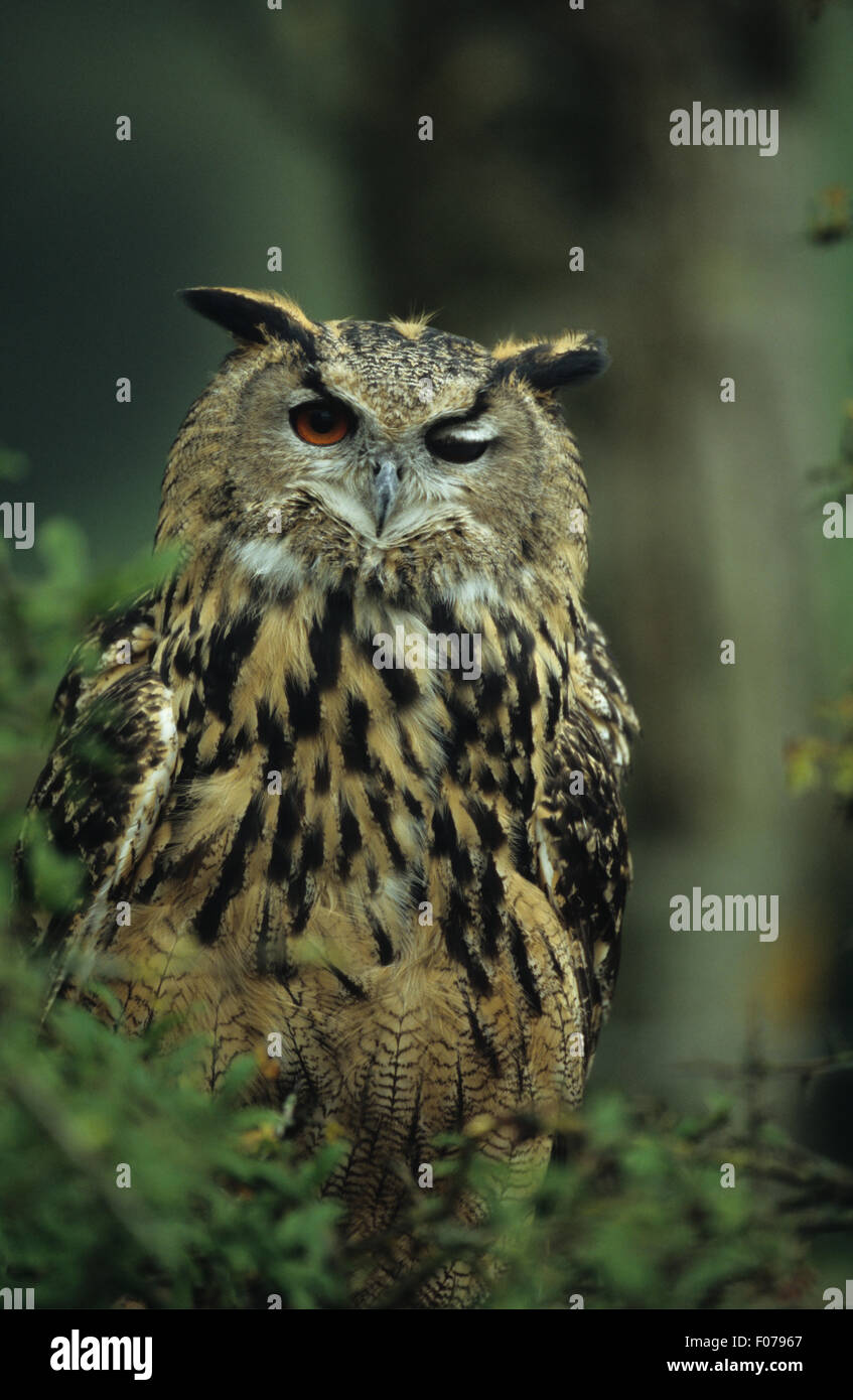 European Eagle Owl captive taken from front looking at camera one eye ...