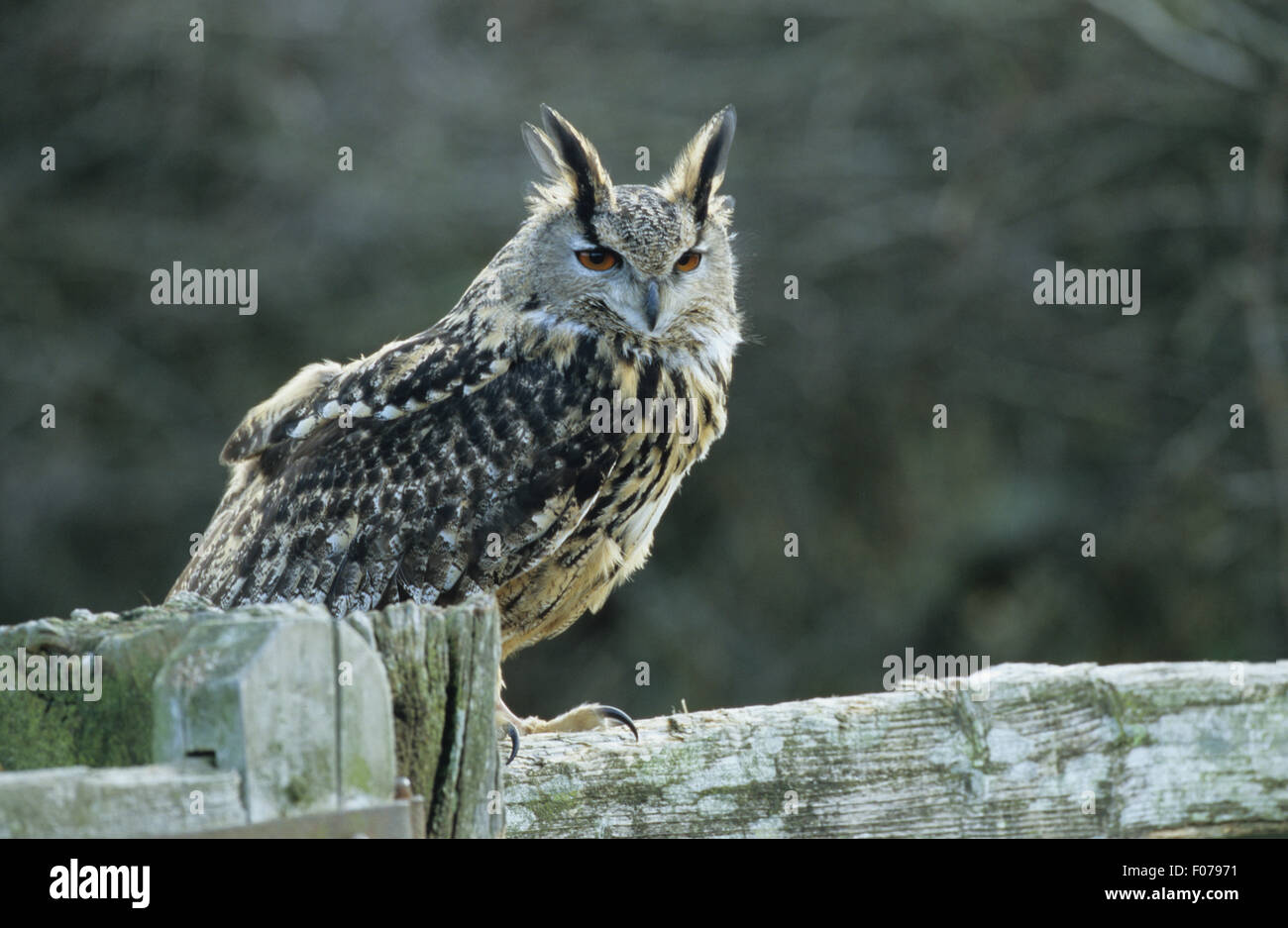 European Eagle Owl captive taken in profile looking at camera feathers ruffled in wind perched ...