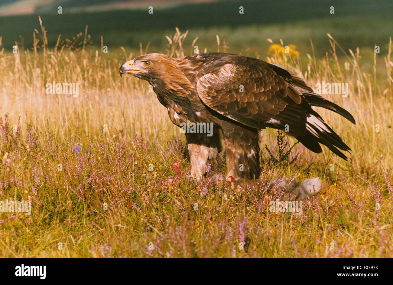 Golden Eagle captive taken in profile looking left standing on ground ...