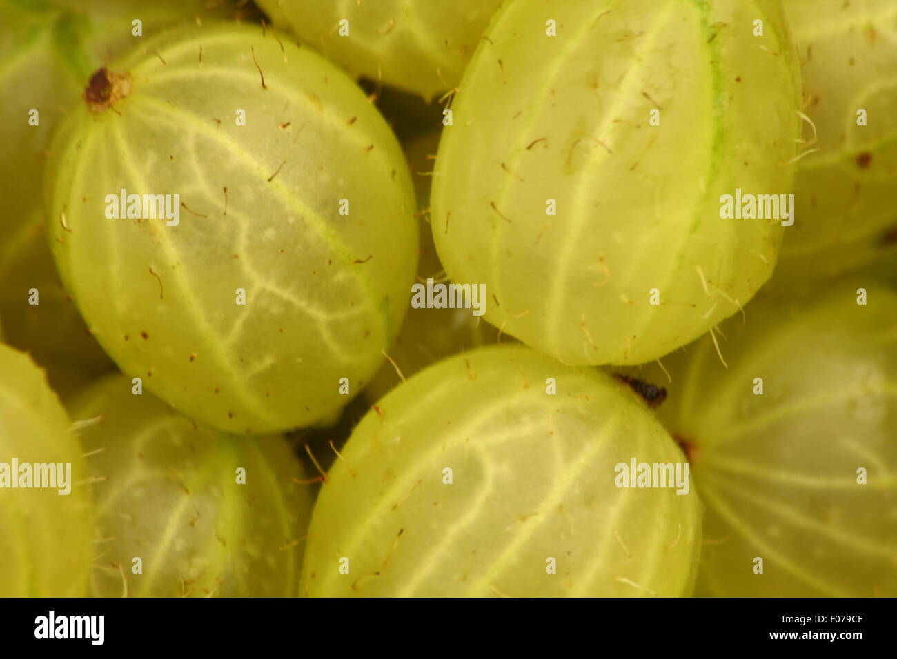 Gooseberries ready for jamming Stock Photo - Alamy