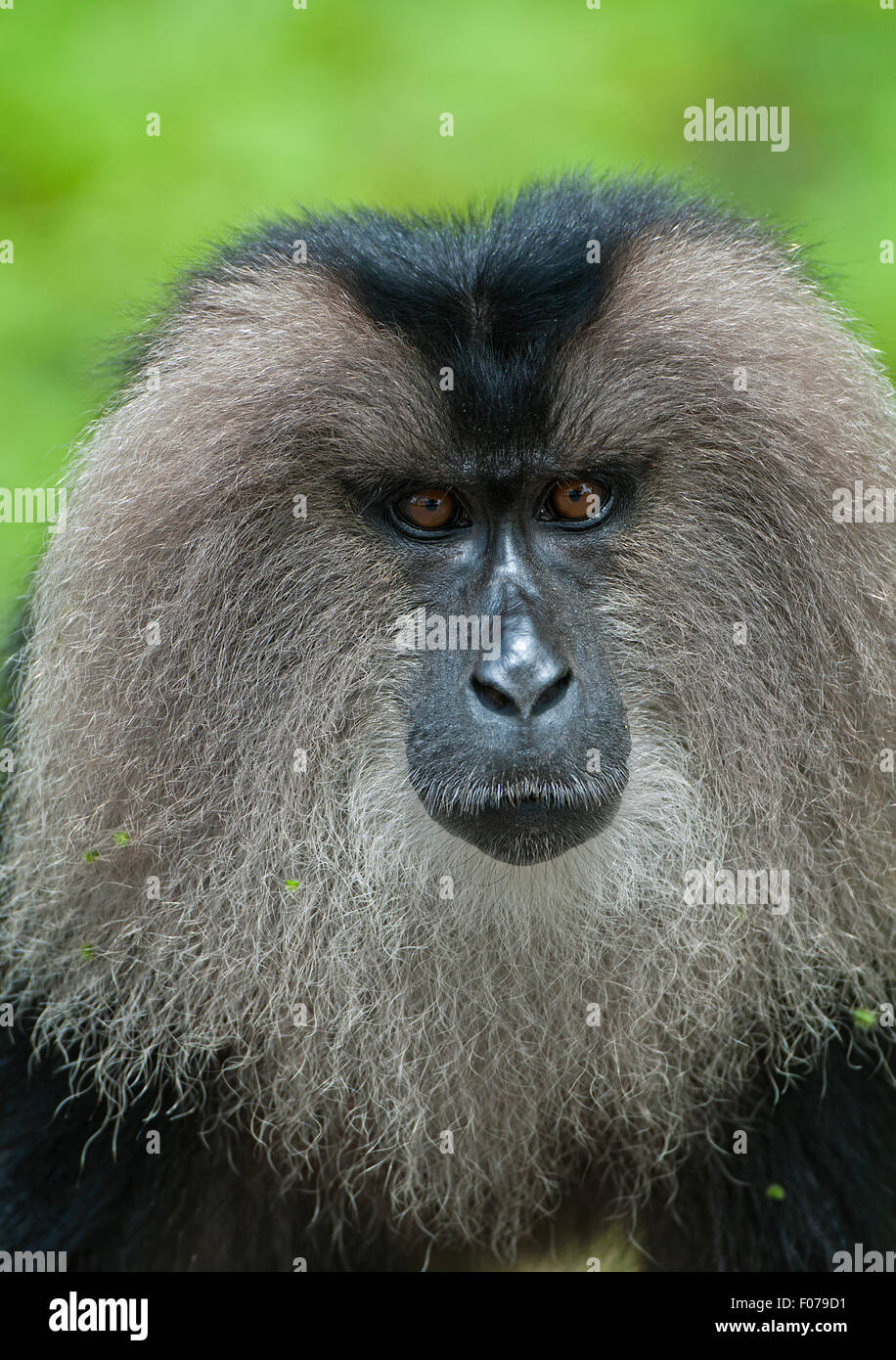 Lion tailed macaque primate mammmal monkey endangered endemic india hi ...