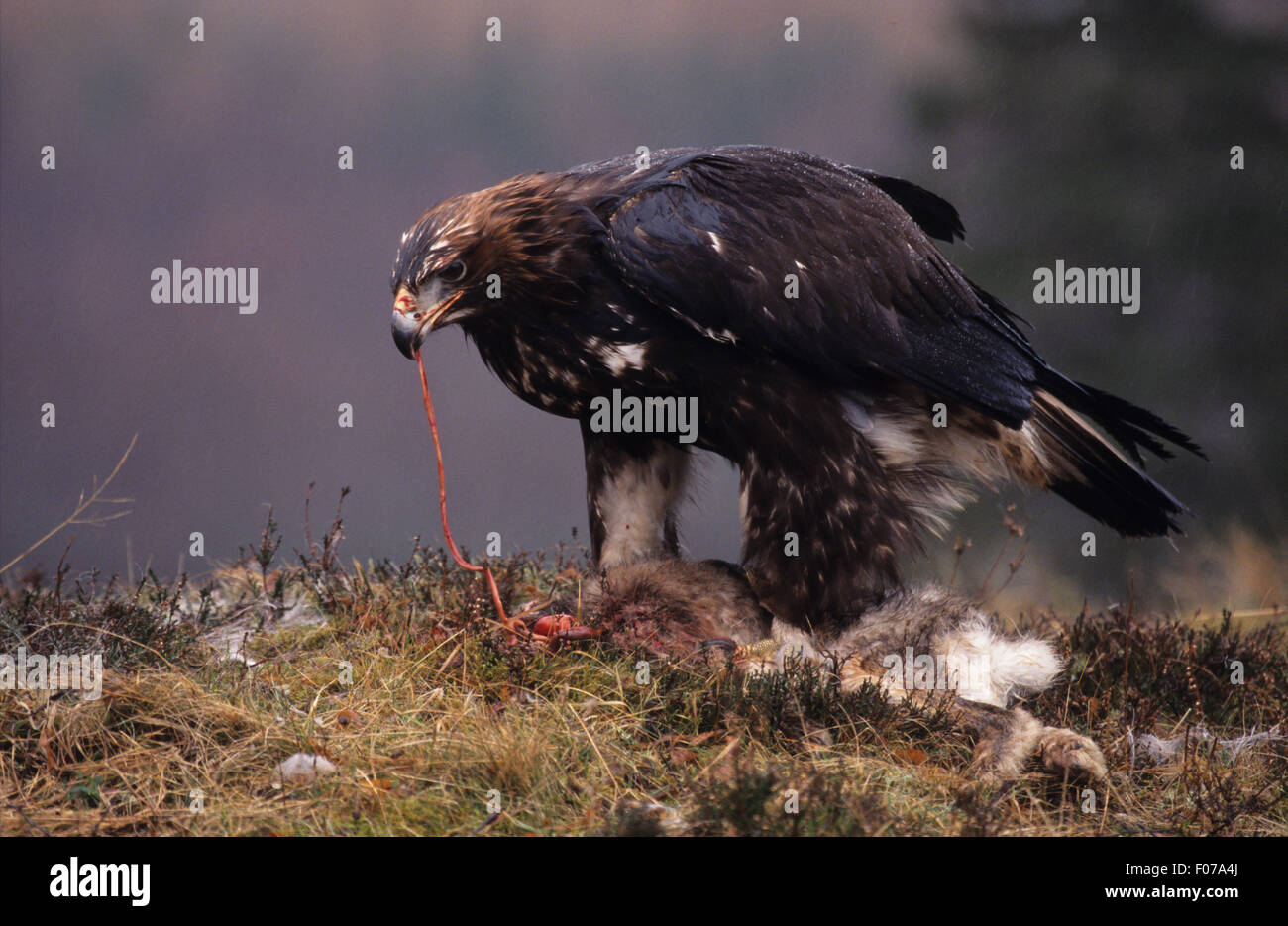Eagle with prey rabbit hi-res stock photography and images - Alamy