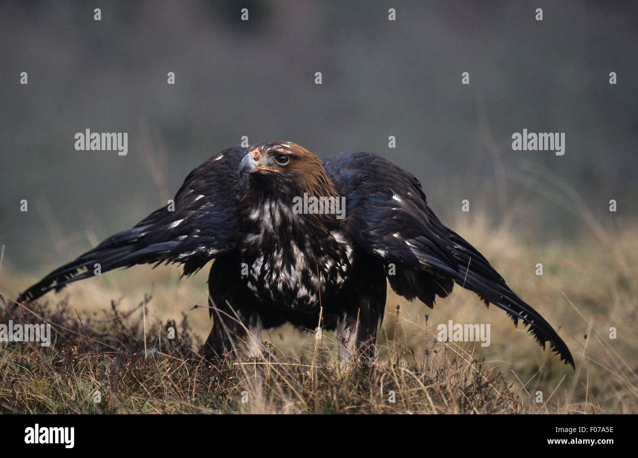 Eagle Looking Left High Resolution Stock Photography and Images - Alamy