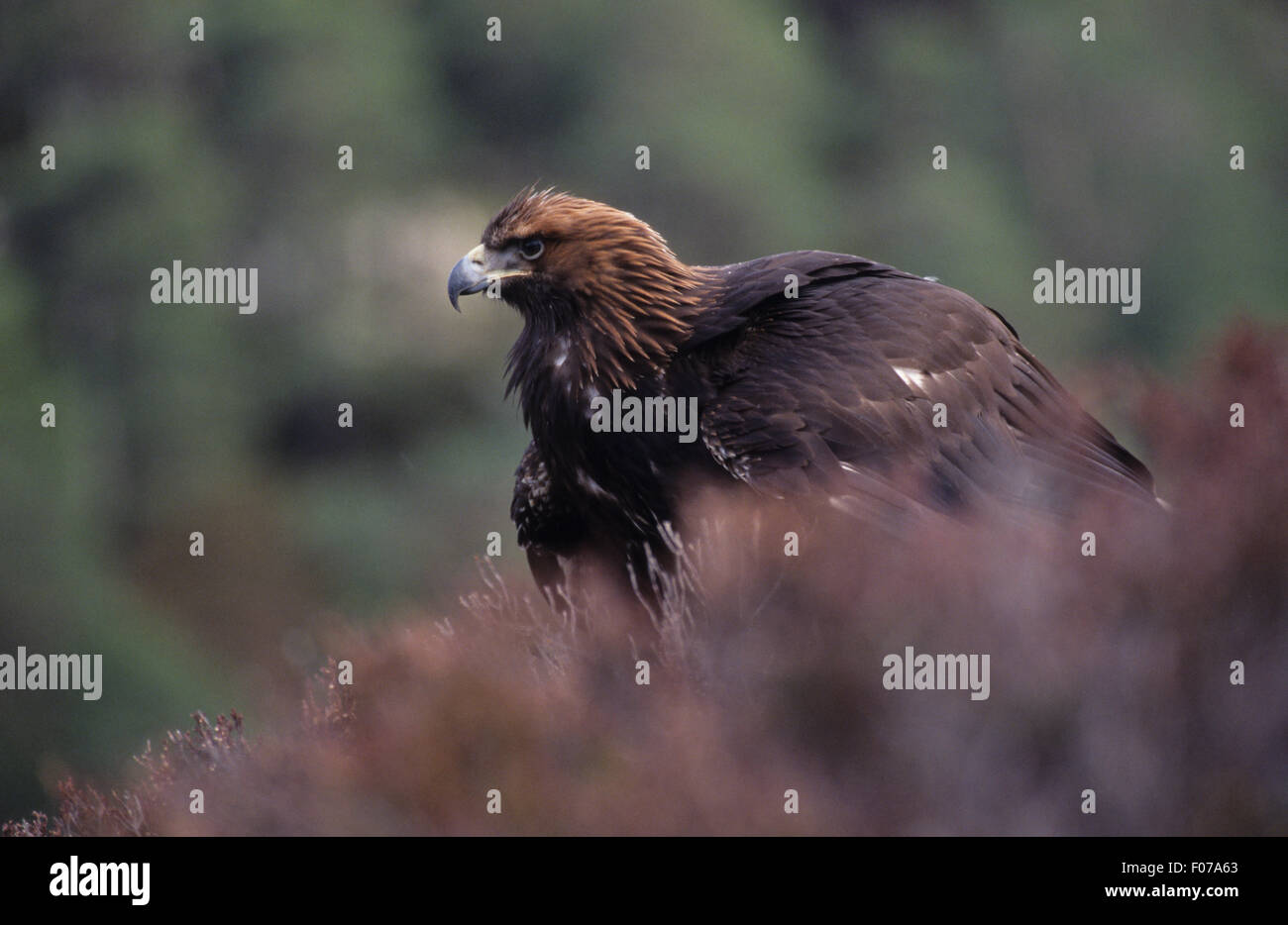 Golden Eagle Captive taken in profile looking left standing on ground ...